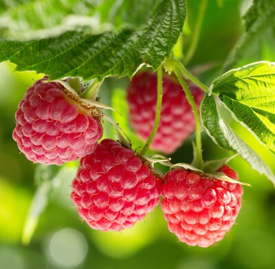 Nova Mid Season Red Raspberry - Potted Plants - Nearly Thornless - Cold ...