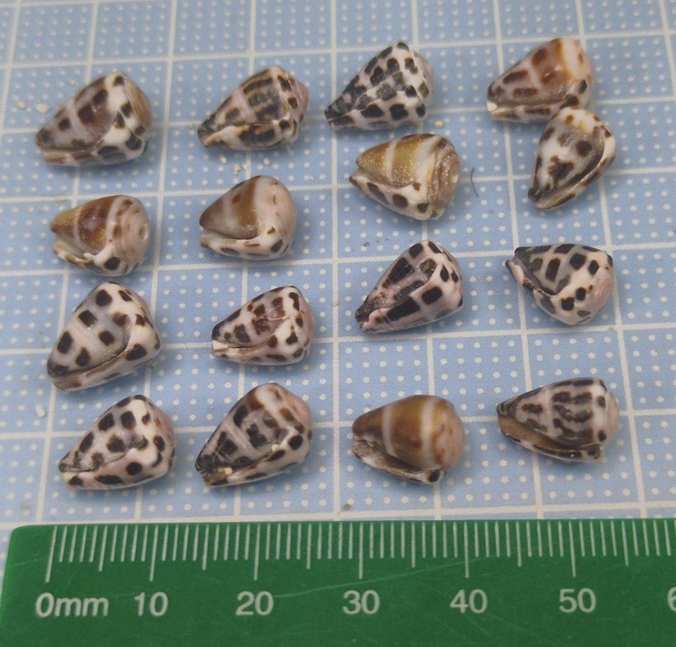 Hebrew cone shell from japan Shells of Okinawa 4660204 | eBay