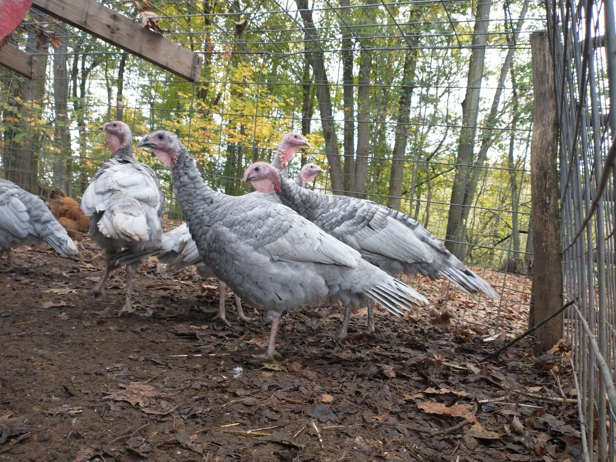 Slate Turkey