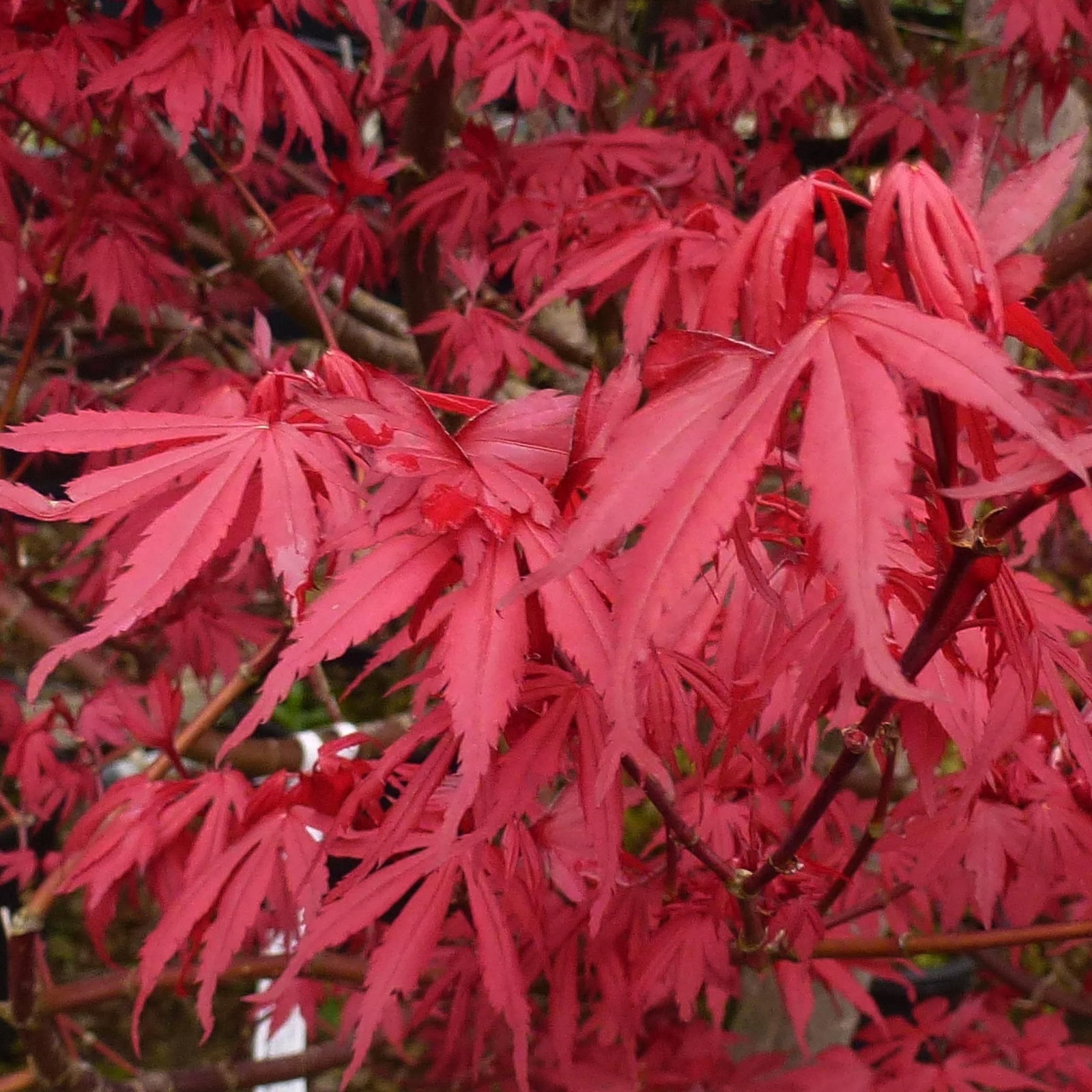 Acer palmatum Skeeters Broom - Japanese Maple | Large Garden Ready Tree ...