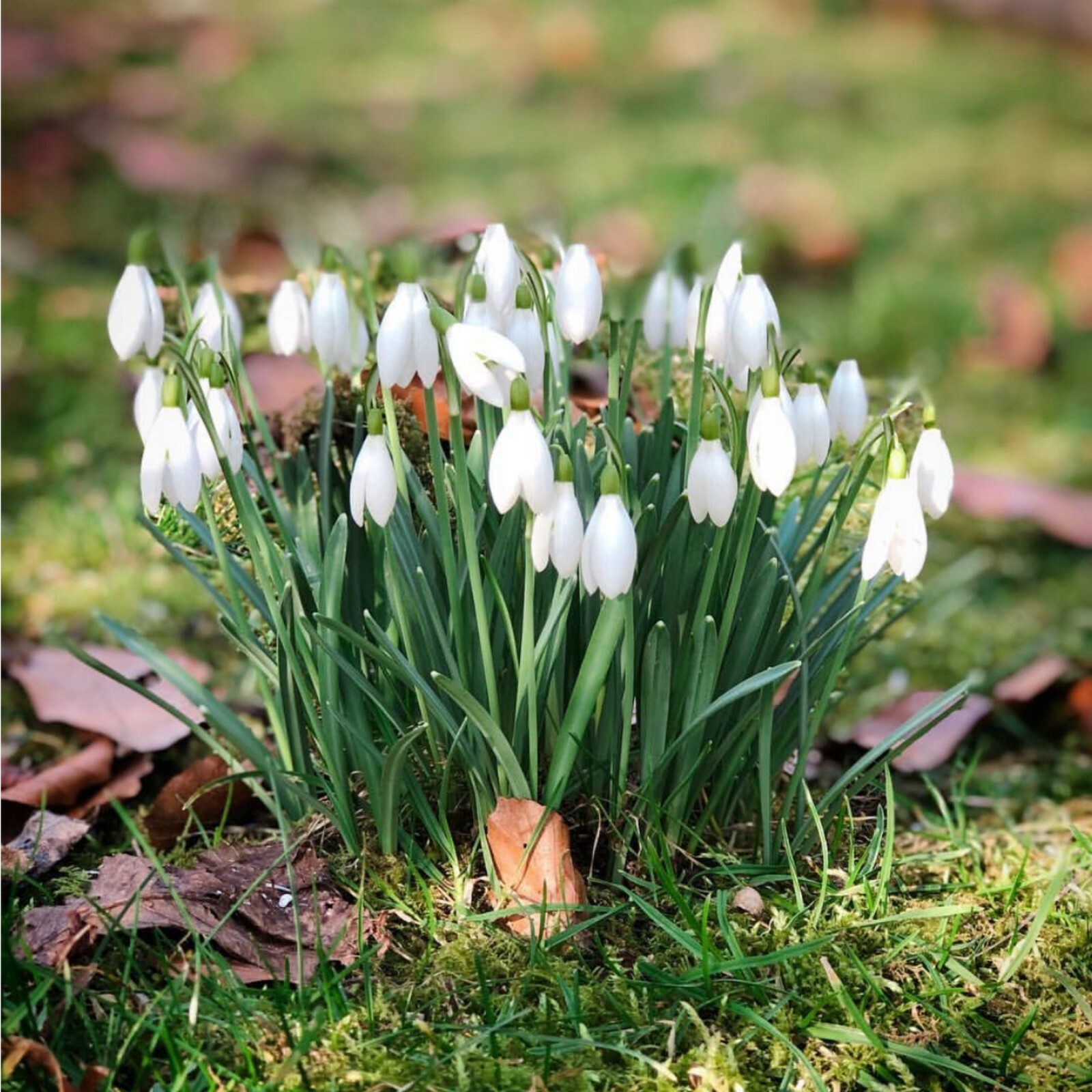 10 SINGLE SNOWDROP & 10 BLUEBELLS IN THE GREEN spring Flowering Bulbs ...