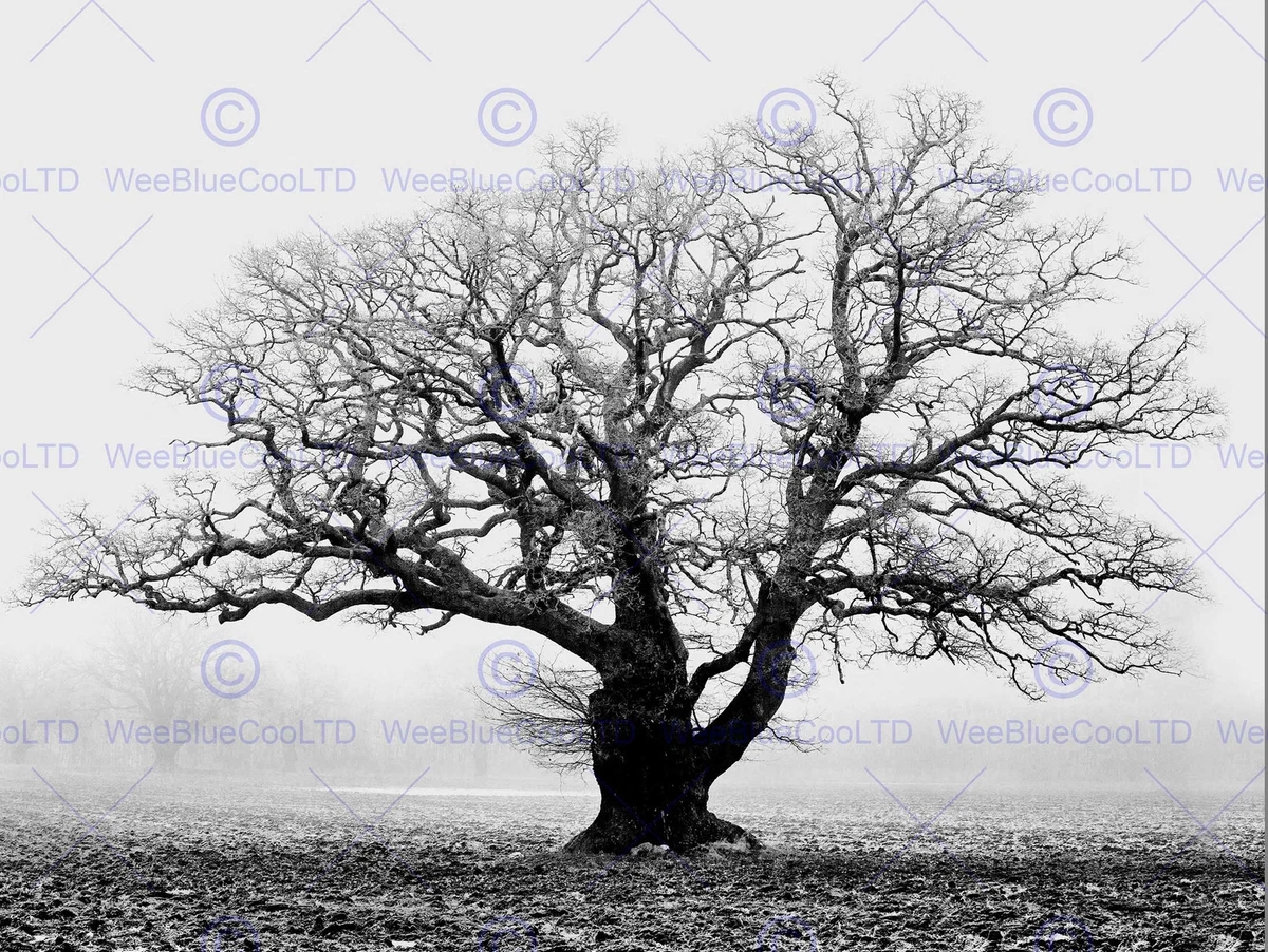 Black And White Oak Tree Paintings