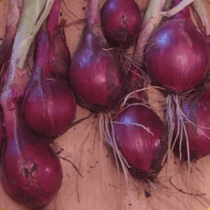 1000 Ruby Red Onion - Heirloom Non-GMO Onion Seeds - Strong and Sweet ...
