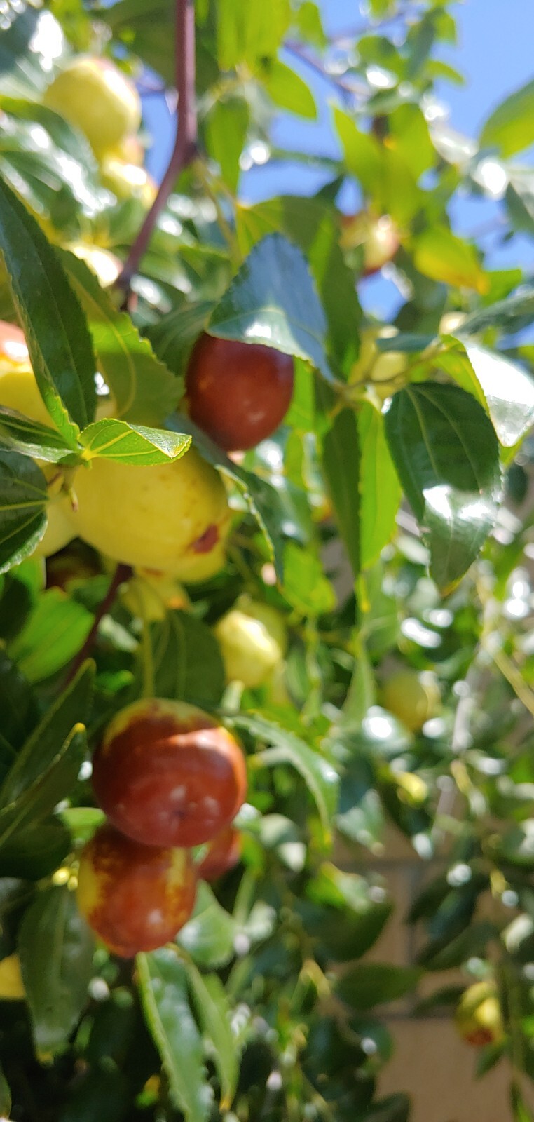 15 JUJUBE FRUIT TREE SEEDS RED CHINESE DATE INDIAN PLUM Superfruit Fast ...