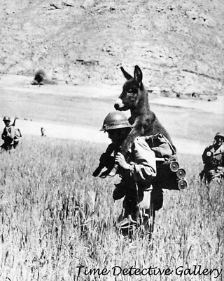Soldier Carrying a Donkey - Historic Photo Print | eBay