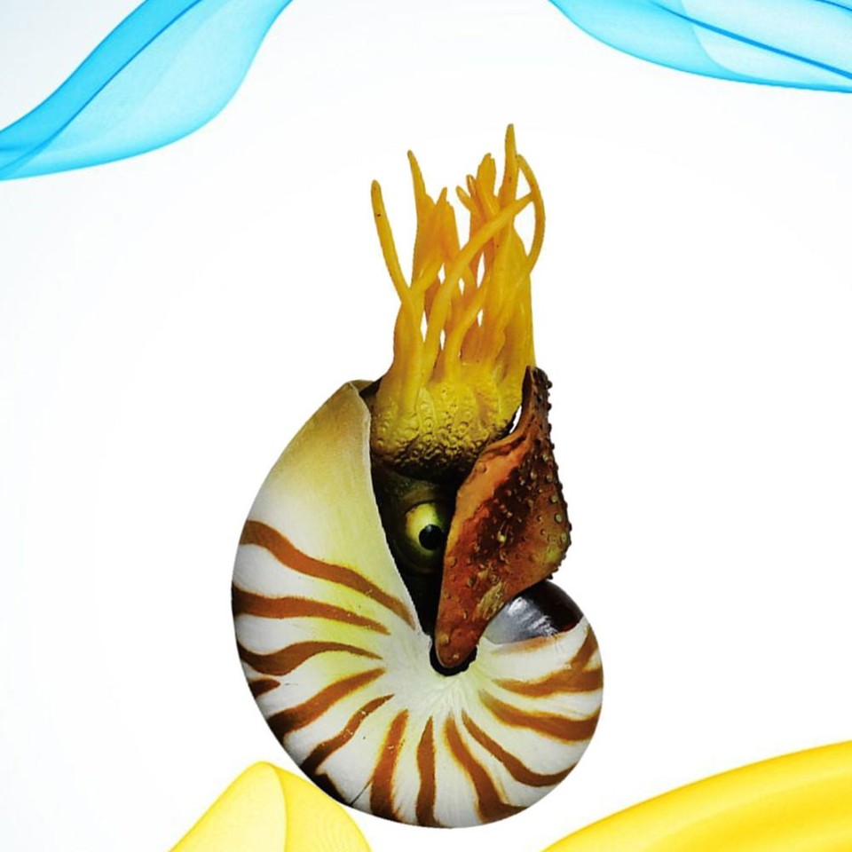 Simulation Nautilus Decorative Aquarium Sea Shells Landscaping Shells ...