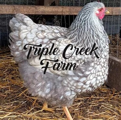 Poultry - Blue Hatching Eggs