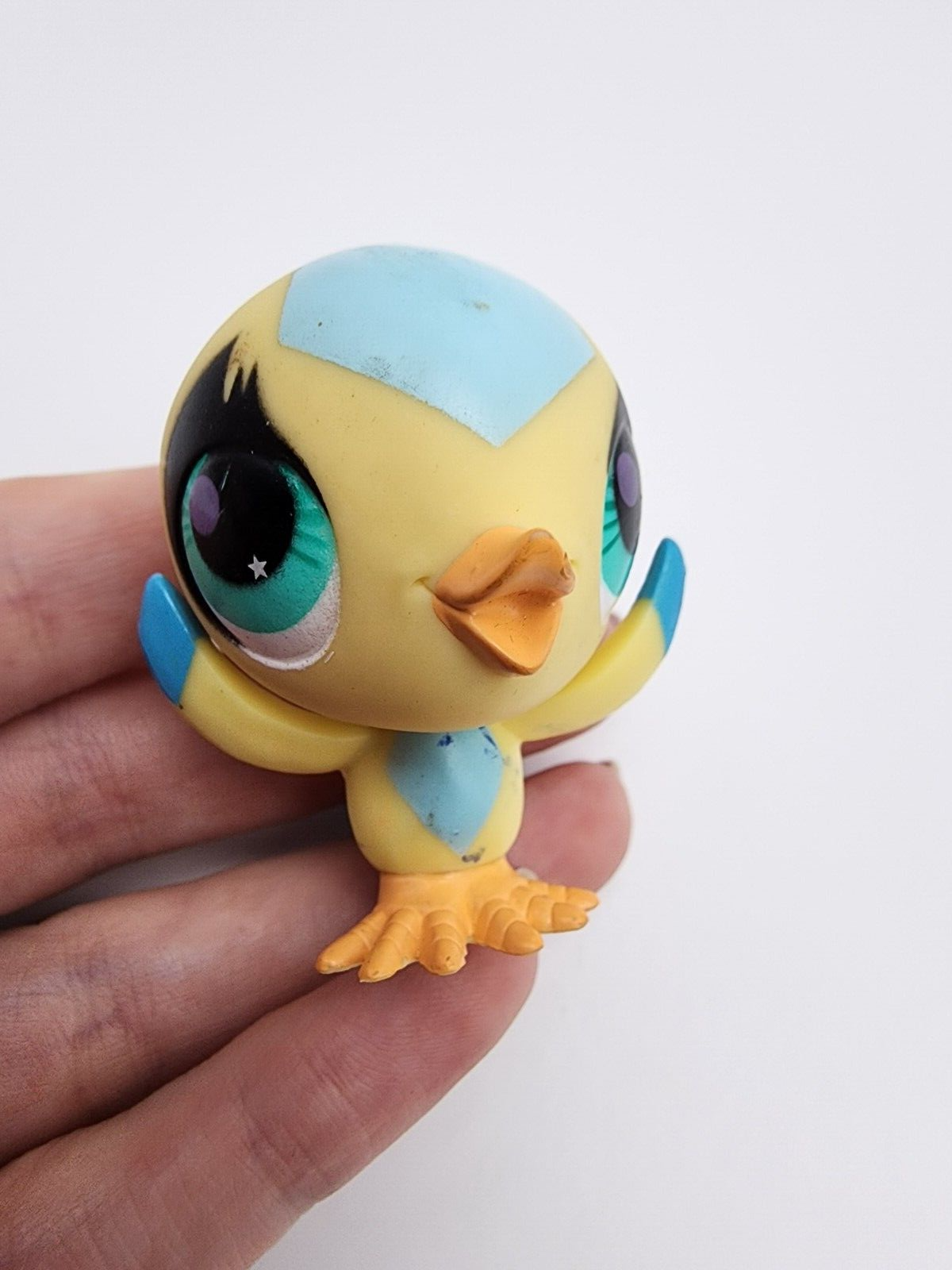 Blue Canary Bird