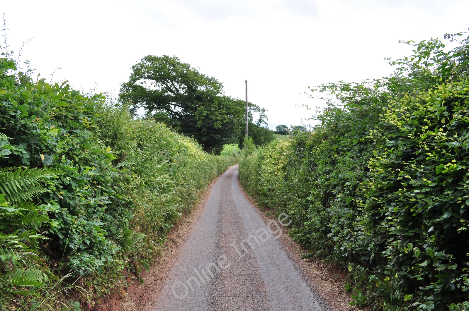 Photo 6x4 Mid Devon : Countryside Road Tiverton/SS9512 The hedgerows ...