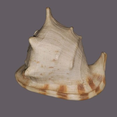 HORNED King Helmet CONCH SHELL Blowing Horn LARGE HAWAIIAN BEAUTIFUL ...