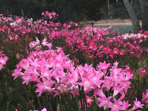 30 Amaryllis Belladonna Bulbs PINK NAKED LADY Suprise lily NOT ...