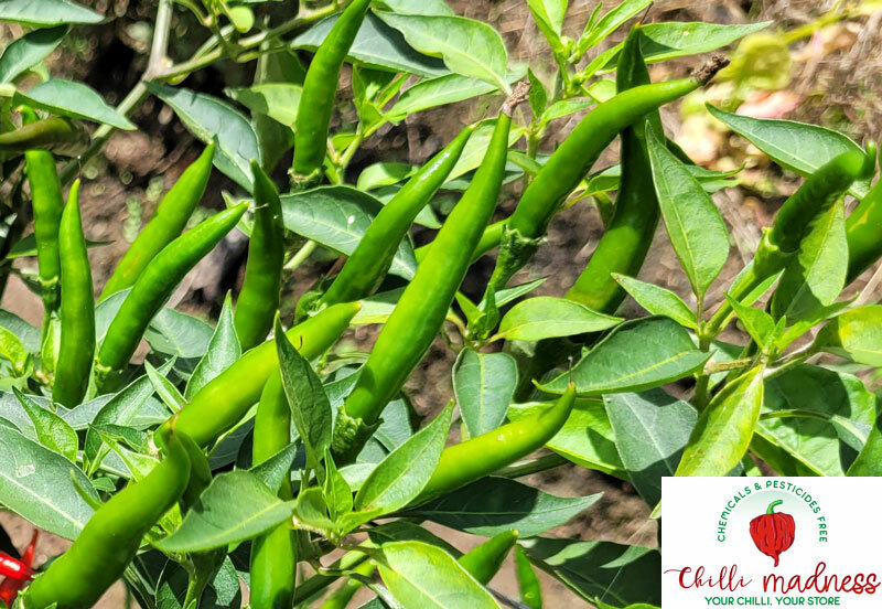 Indian Green Chilli Plant Everything You Need To Know About Green
