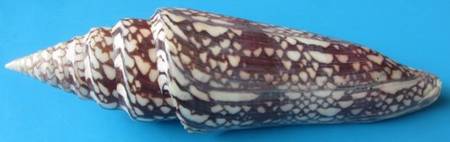 Conus Milneedwardsi ... 171 mm. GAINT... With operculum.... | eBay
