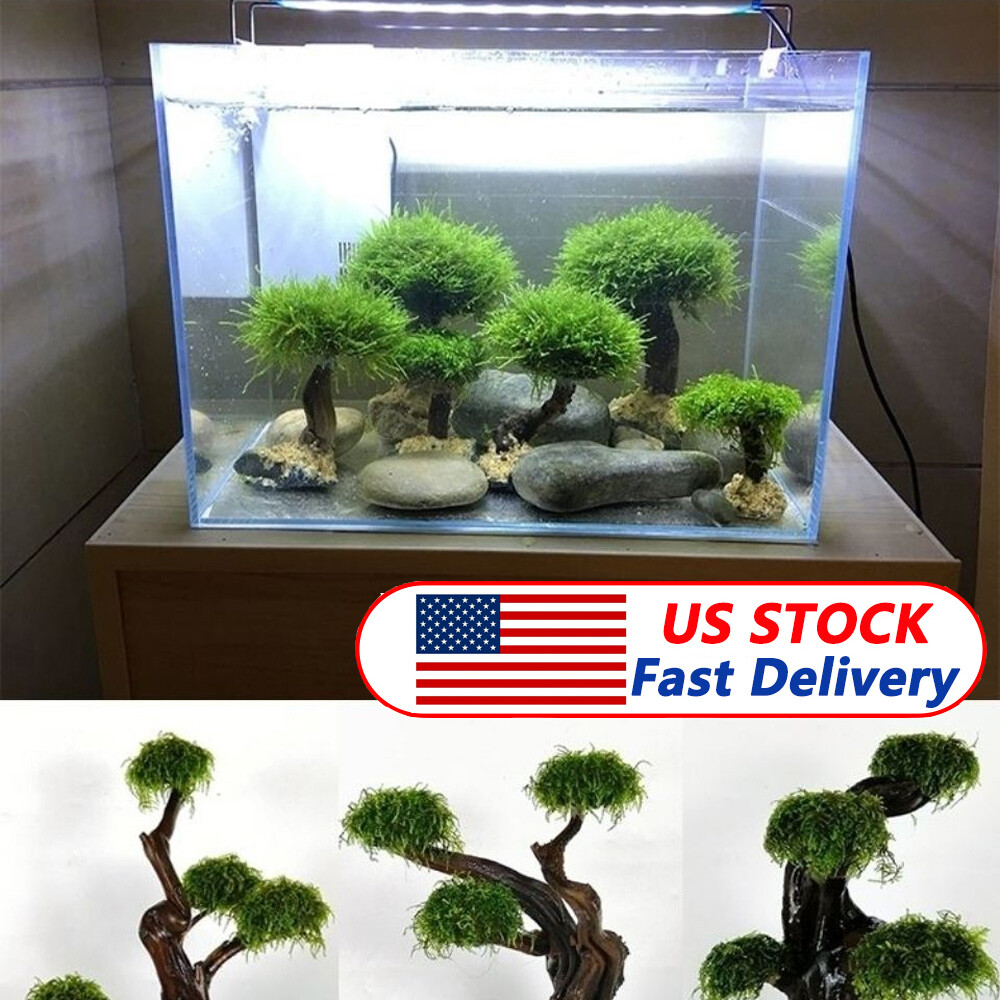 Planted Tank Tree