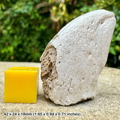 Authentic majungasaurus dinosaur claw fossil cretaceous maevarano ...