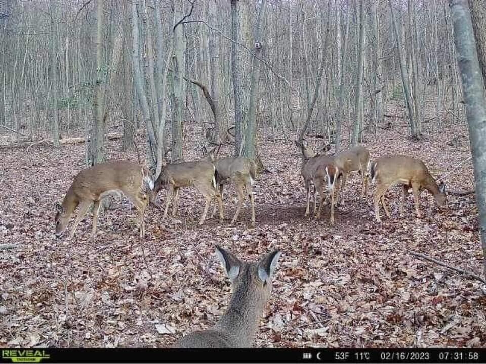 Rope Scrape Synthetic Pre-Orbital (Mock Scrape, Hemp Rope, Licking ...