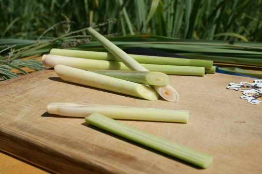 Luray Lemongrass 12 Live PLANTS starter/rooted plugs (Pre-orders) ~A ...