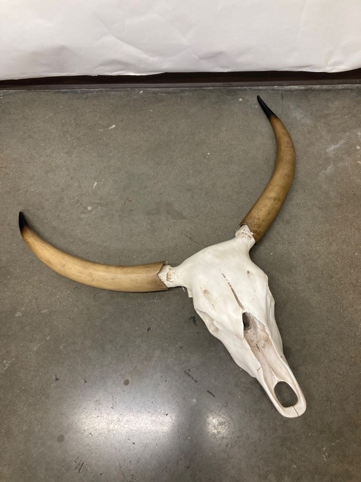 Decorative Longhorn Steer Skull With Removable Horns (Not Real) | eBay