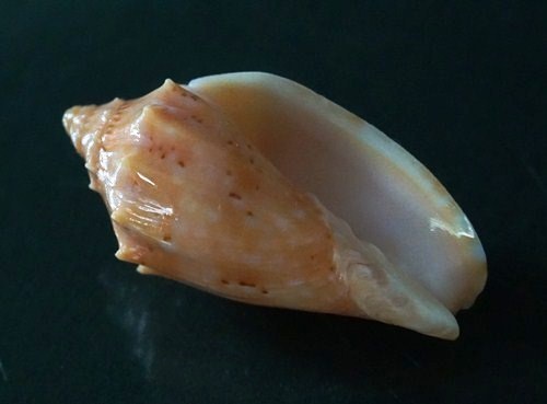 Cymbiola Complexa 46.3mm GEM beautiful Pattern Volute WOW!! | eBay