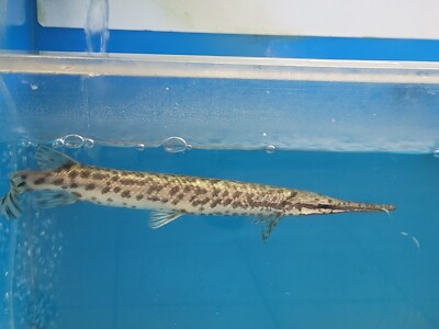 10" PLUS Spotted Juvenile GAR Fish Imported. South America Gorgeous. | eBay