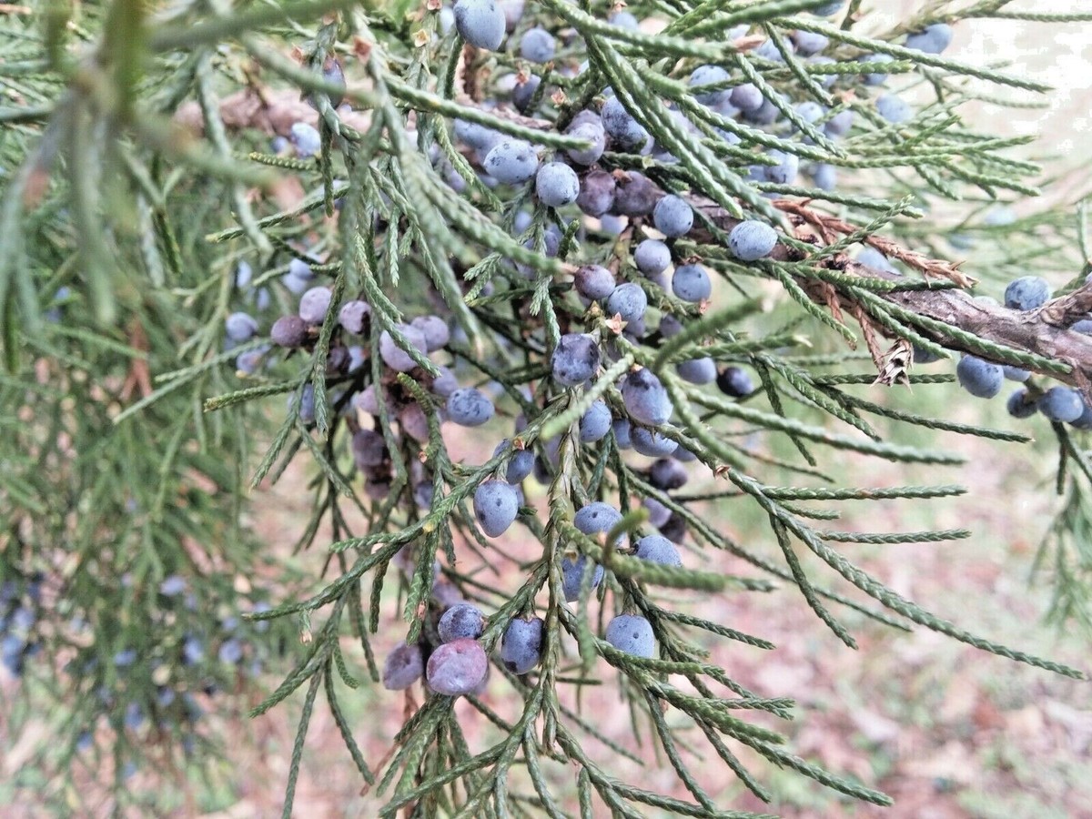 Eastern Red Cedar Fruit How To Grow And Care For Eastern Red Cedar