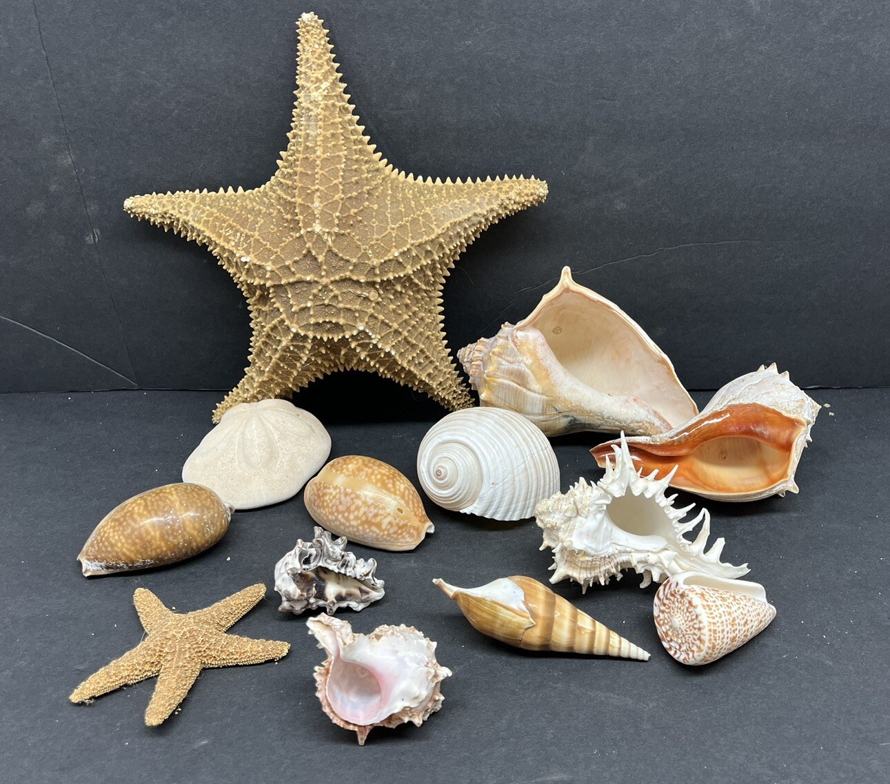Vntg Collection of Seashells Shells Scallops Spiny Conch Nautilus Lot ...