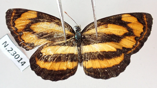 N23014. Insects, butterflies: Nymphalidae sp. South Vietnam | eBay