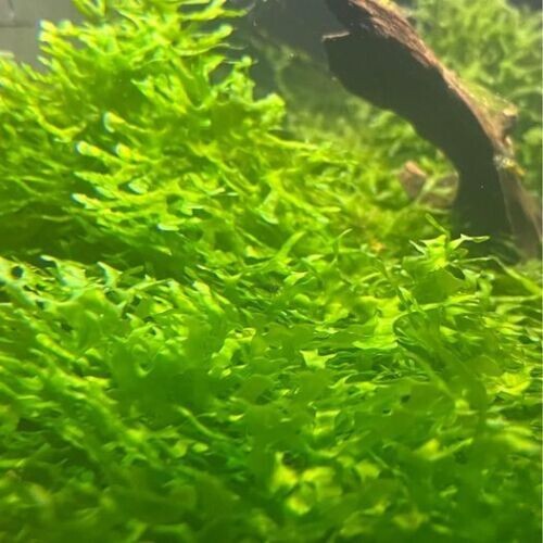 Live Aquarium Plants - Round Pellia Moss (Monoselenium Tenerum) 20oz ...
