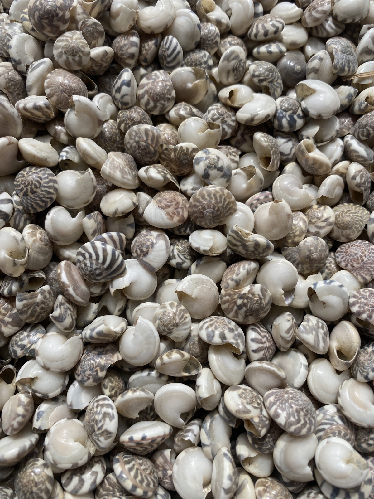 1000 White Umbonium SEA SHELLS - 1/4" TO 5/8" - White With Different ...