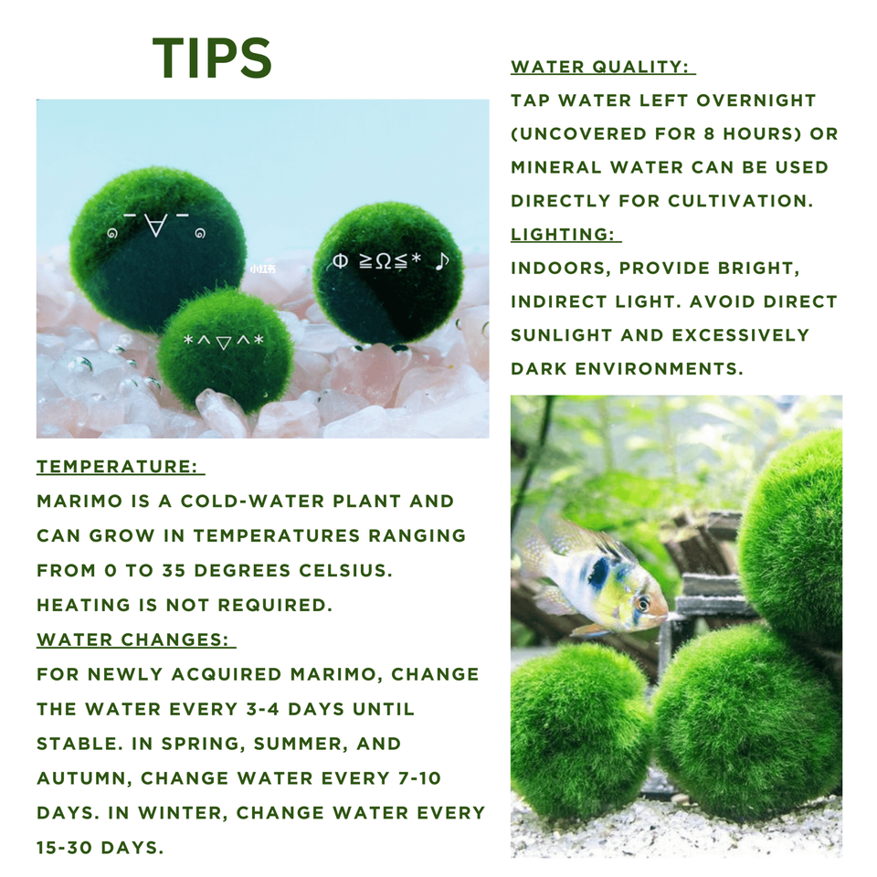 6 PCS Live Marimo Moss Ball Pet Kokedama for 20 Gallon Aquarium | eBay