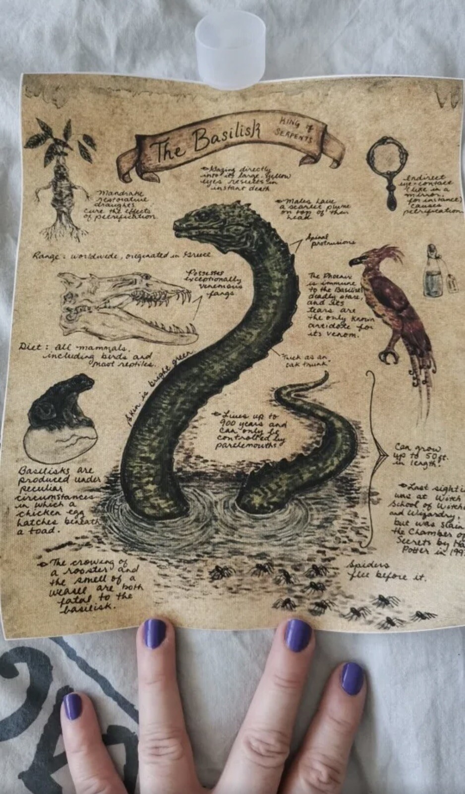 Basilisk Harry Potter Drawing