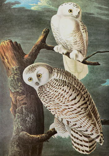 SNOWY OWL Birds John James Audubon Vintage Art Book Plate 60 | eBay