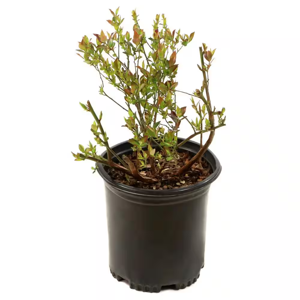 1 Gal. Bushel and Berry Sapphire Cascade Hanging Blueberry Live Plant ...