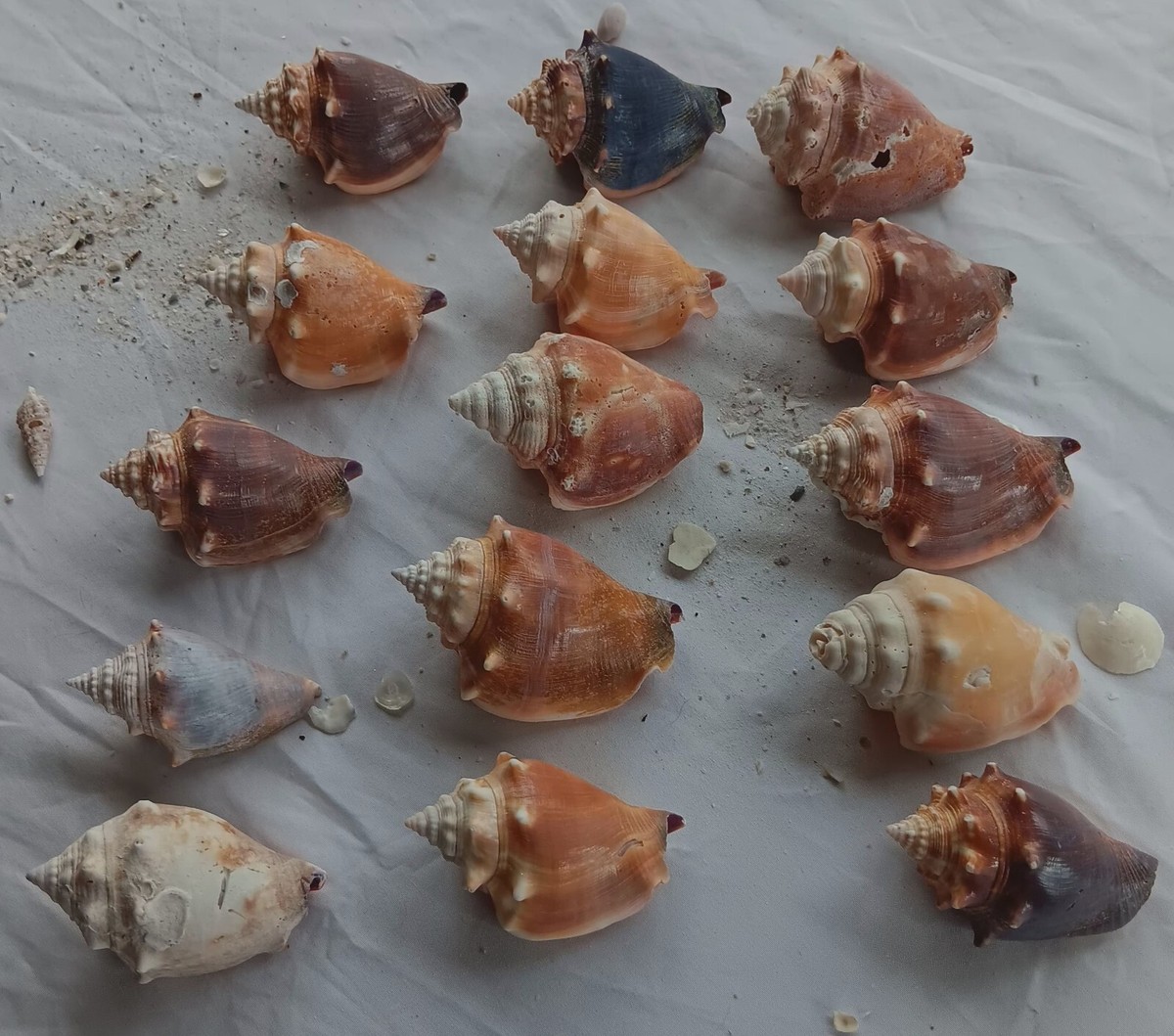 Shells Sanibel Island Florida A Guide To Captiva And Sanibel Island