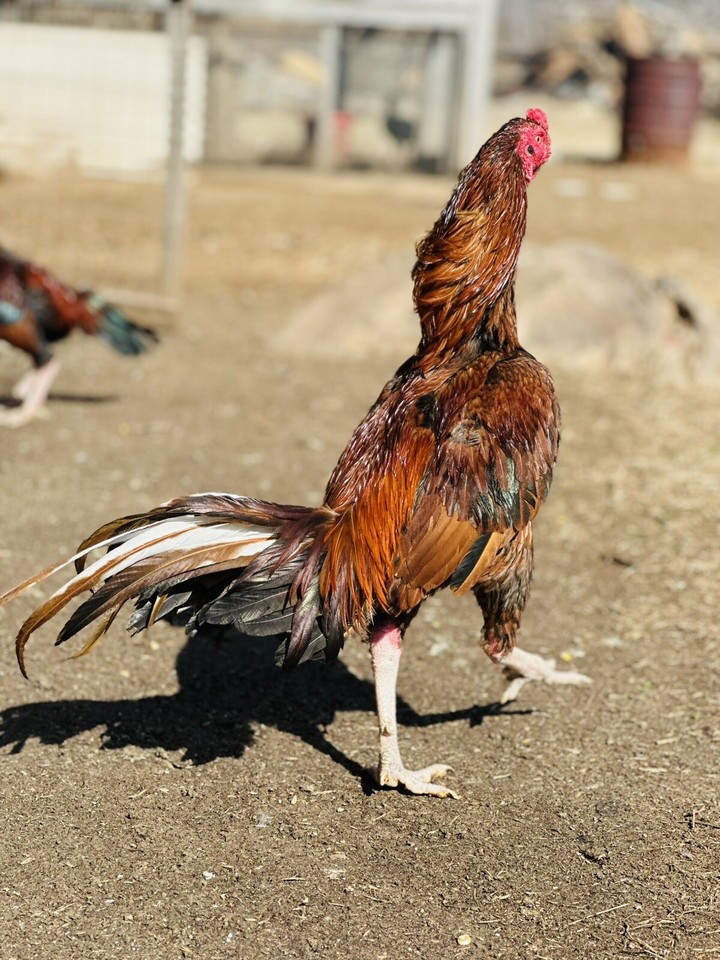 Pure Pakistani Aseel Asil/Aseel Hatching Eggs | eBay