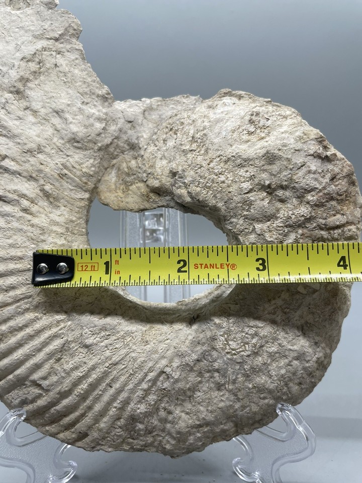 Texas Ammonite Fossil Oxytropidoceras 7 inches Natural Color Extinct ...