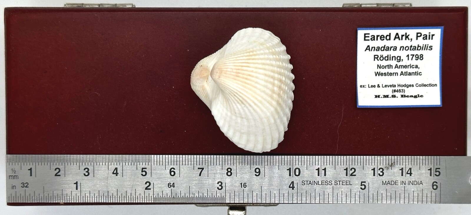 Eared Ark, Pair (Anadara notabilis) -- 1.50 x 1.50 in. approx. / ~ 37 ...