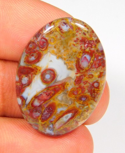 26.CT 100% Naturel Rouge Palmier Racine Agate Ovale Cabochon Fossilisé ...