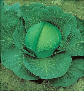 Hazzard's Seeds | eBay Stores