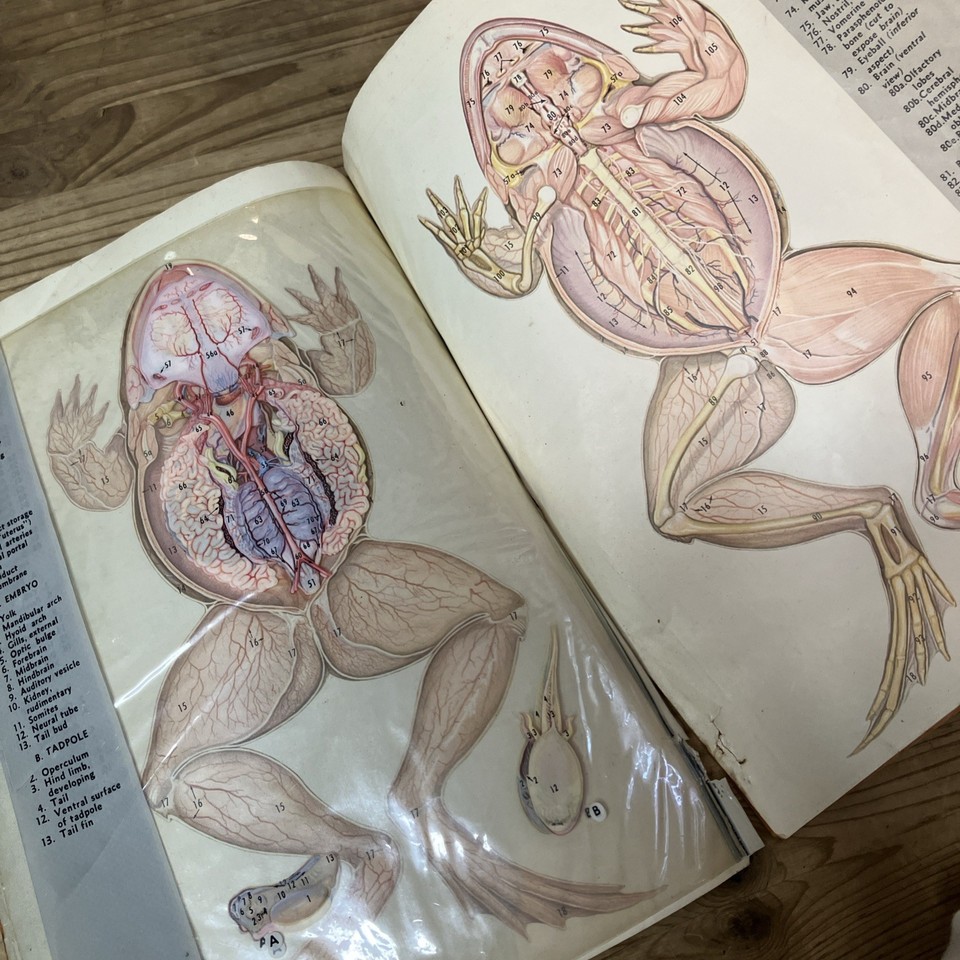 VTG Encyclopedia Americana Trans-Visions Anatomy Overlays Human Frog ...
