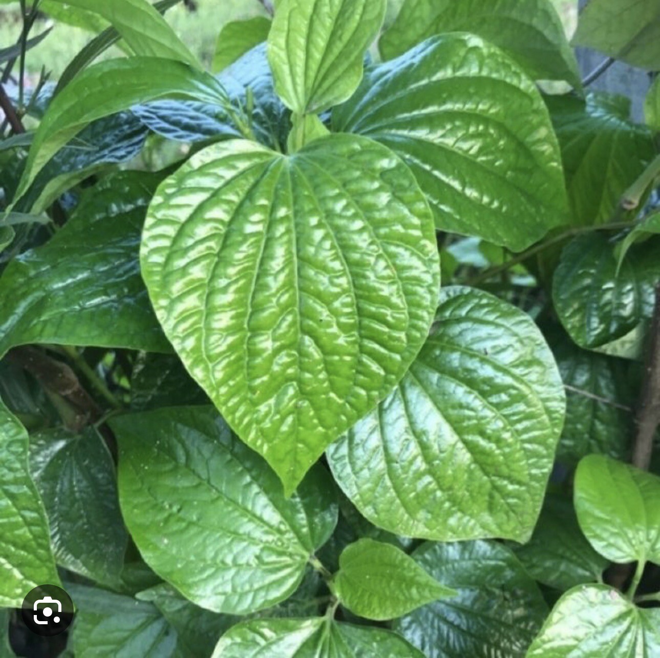 Piper Lolot Leaf Plant,(Lá Lốt) Lives 7-10” Roots Plants-Asian Plant ...