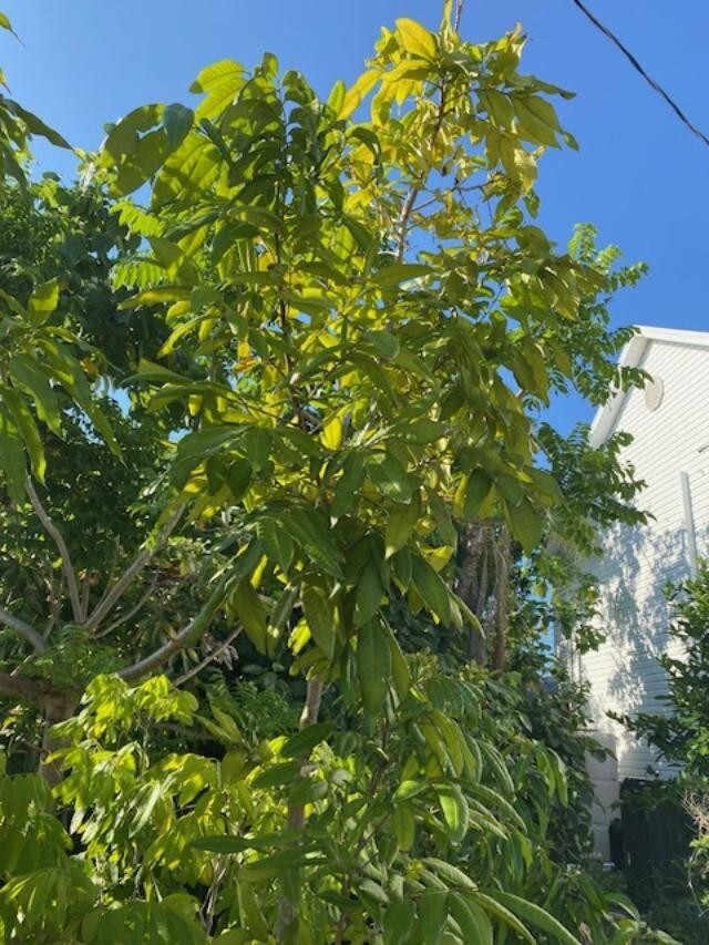 2 YO LONGAN (KOHALA SEEDLING VARIETY) DIMOCARPUS LONGAN(DRAGON'S EYE ...