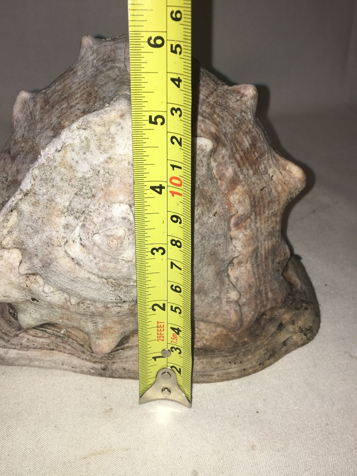 Natural Giant Horse Conch Shell Atlantic Caribbean Tiger Striped 8 Inch ...