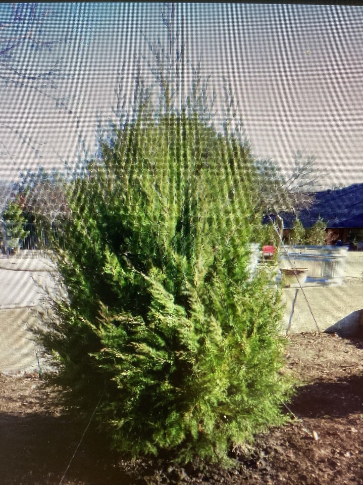 3 Southeastern Red Cedar Trees Live Plants Seedlings Sapling 6-12 ...