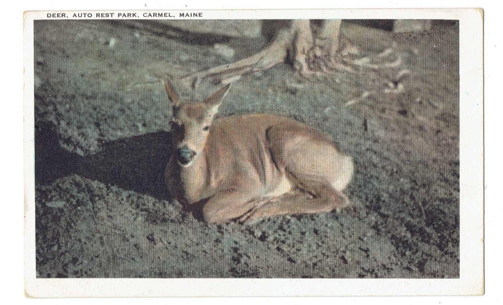 Postcard Vin(1)ME, Carmel Deer in Auto Rest Park 127910 P July/?(1Cent ...