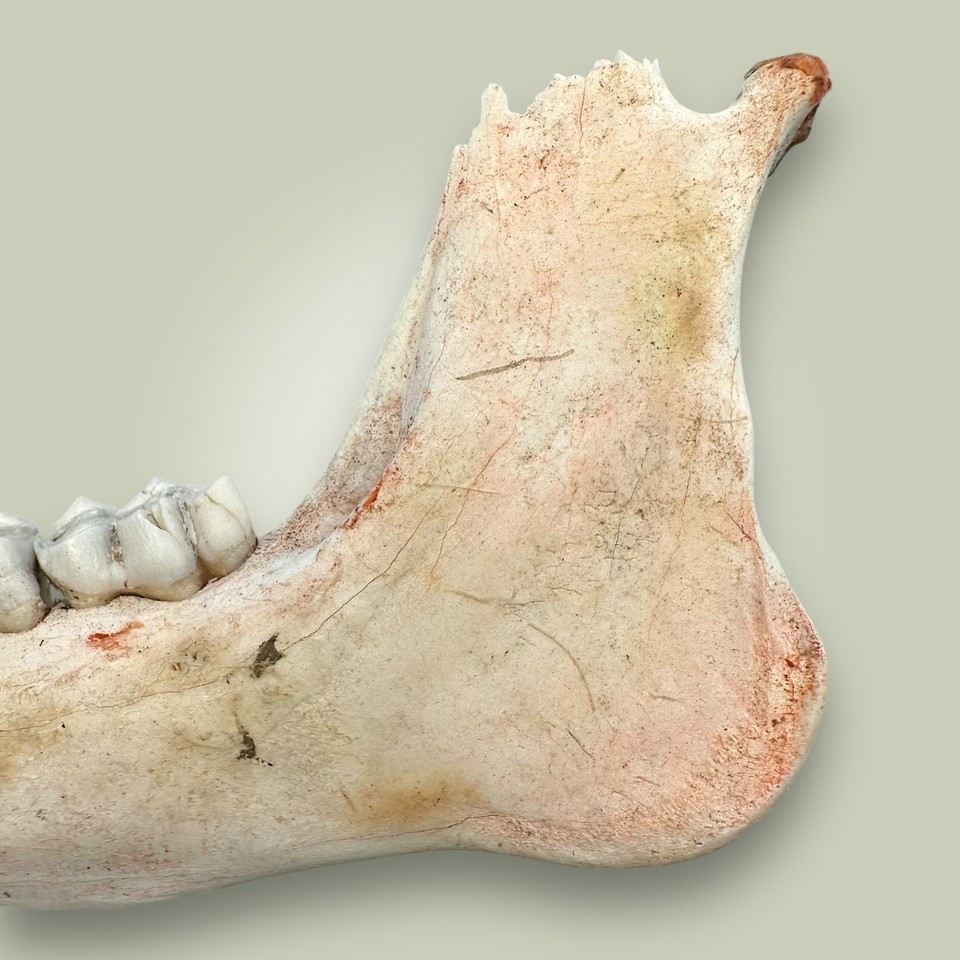 Deer Jaw Bone Naturally Aged Rocky Mountain Idaho - Crafts Decor Lower ...