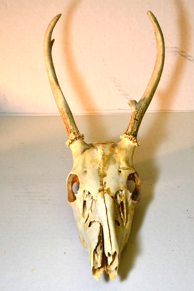 Antlers European Mount, +3 points deer, overall = 16 x 7", #sk 7 | eBay