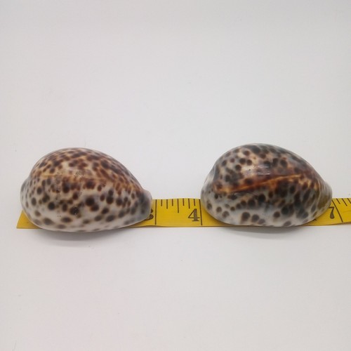2 Cypraea Tigris Tiger Cowrie Marine Gastropod Mollusk Sea Shells (3 ...