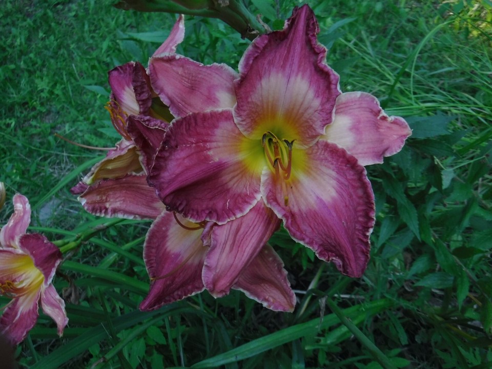 Hemerocallis Daylily seeds 25+ Hybridizer mix | eBay