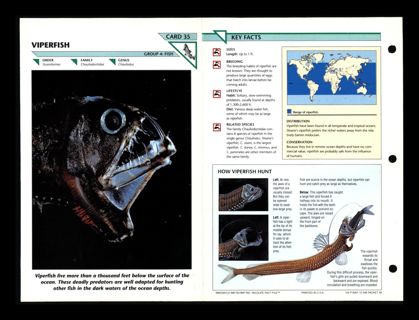 Viperfish Wildlife Fact File Fish Animal Card Home School Study 4.35 | eBay